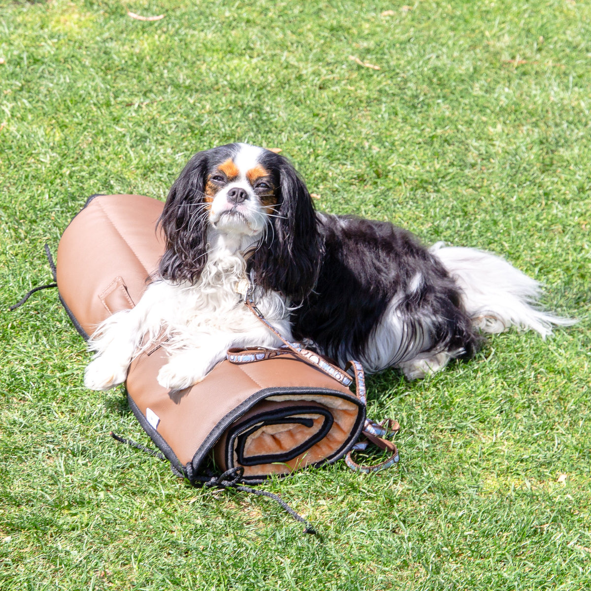 "Doga" Travel Mat / Dog Mat – Cav Travels